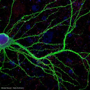 Neural Constellations - February Image Gallery - NeuroArt Image Contest